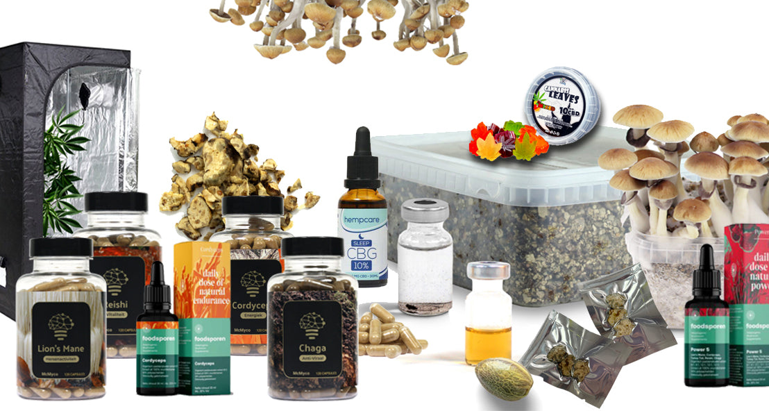 Hack your brain with Microdosing Magic Truffles – ProviThor